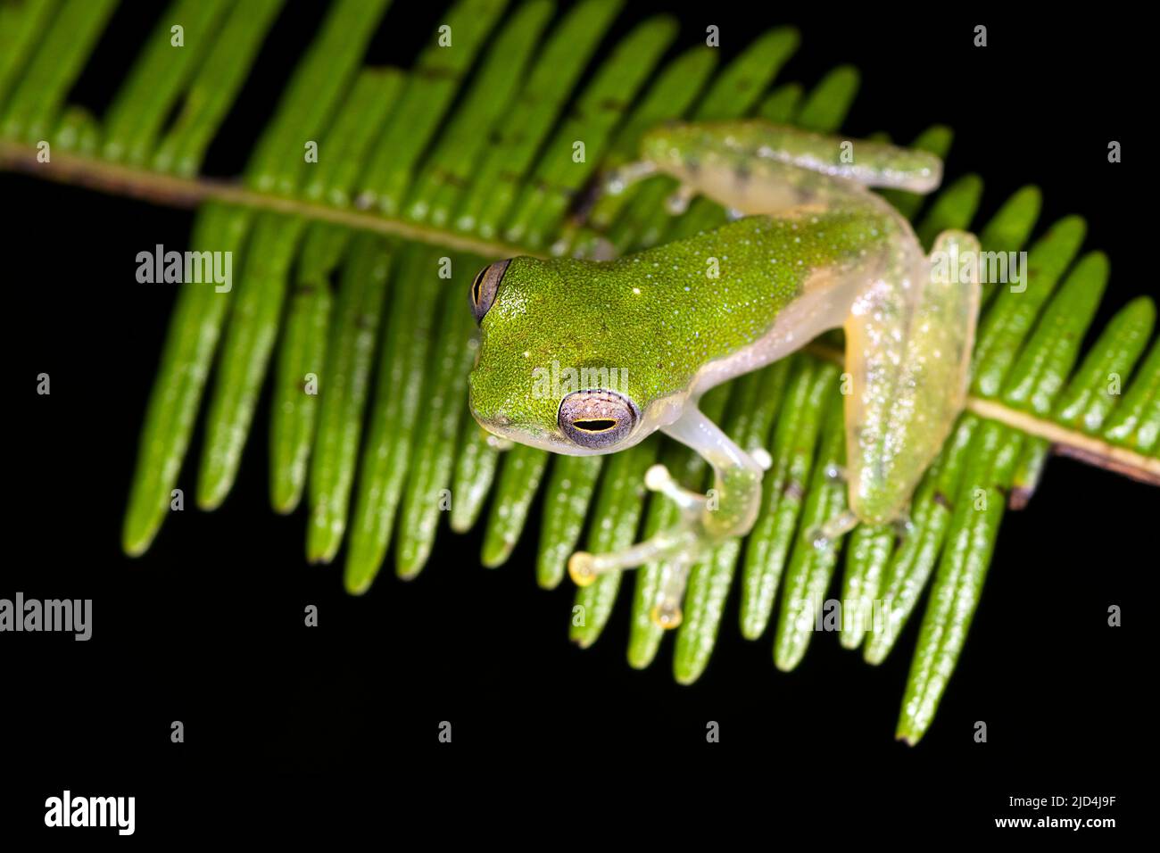 White-eared Tree Frog (Feihyla kajau) from Kuban National Park, Sarawak ...