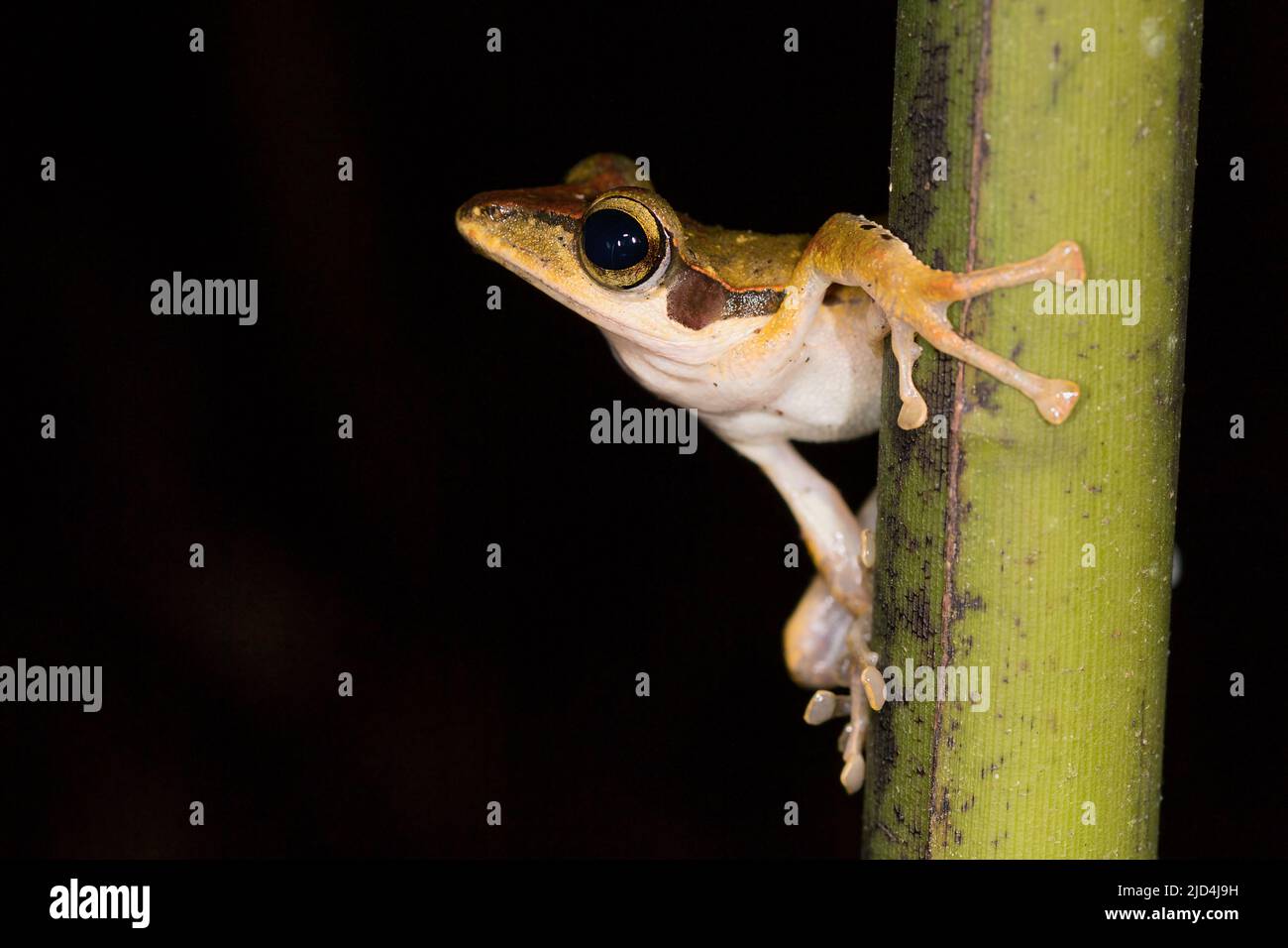 Dark-eared Tree Frog (Polypedates macrotis) from Deramakot Forest ...