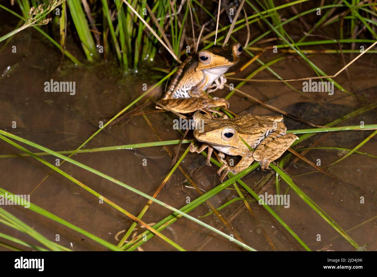 File-eared Tree Frogs (Polypedates otilophus) from Deramakot Forest ...