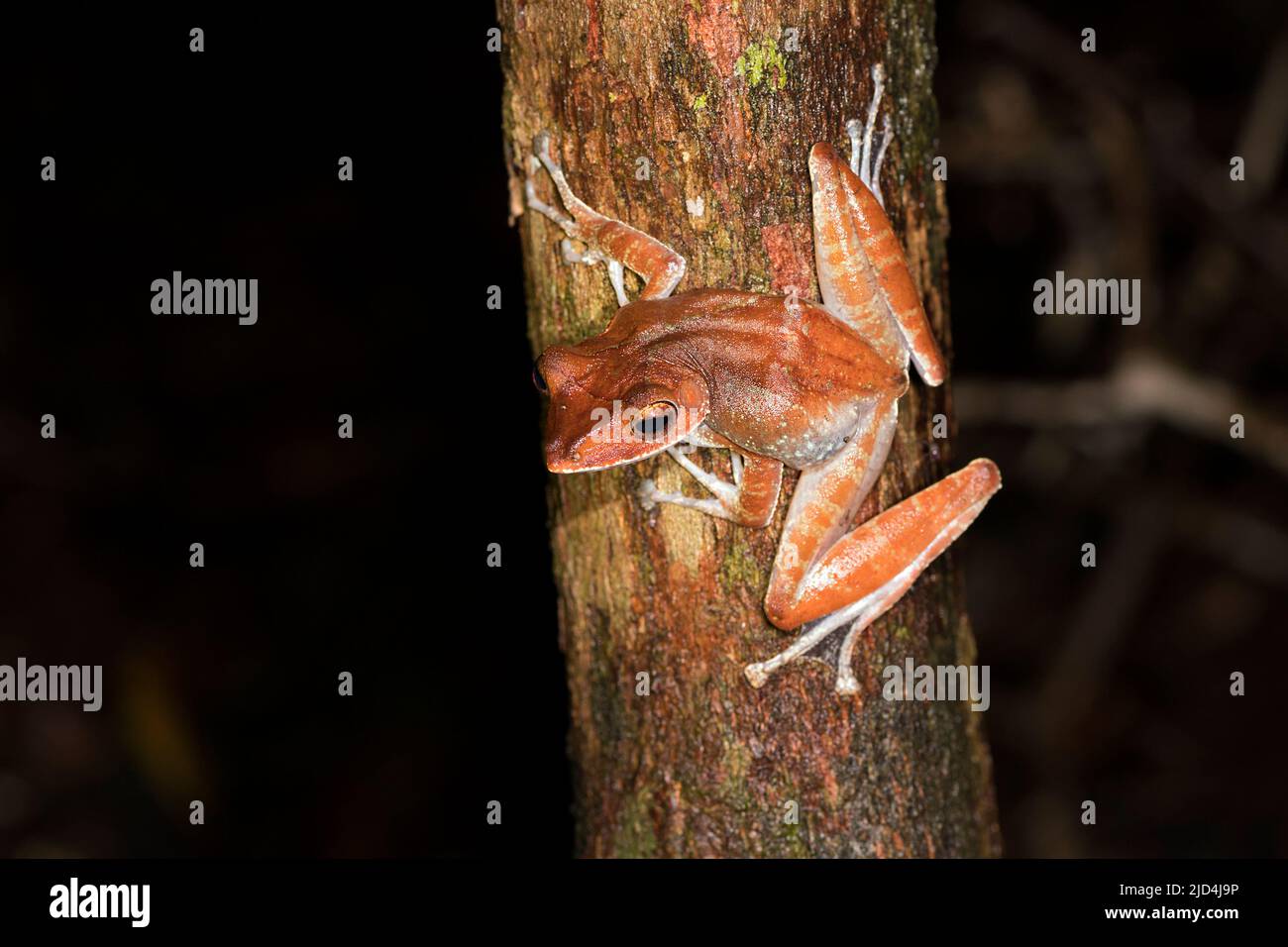 Collett's Tree Frog (Polypedates colletti) from Tanjung Puting National ...