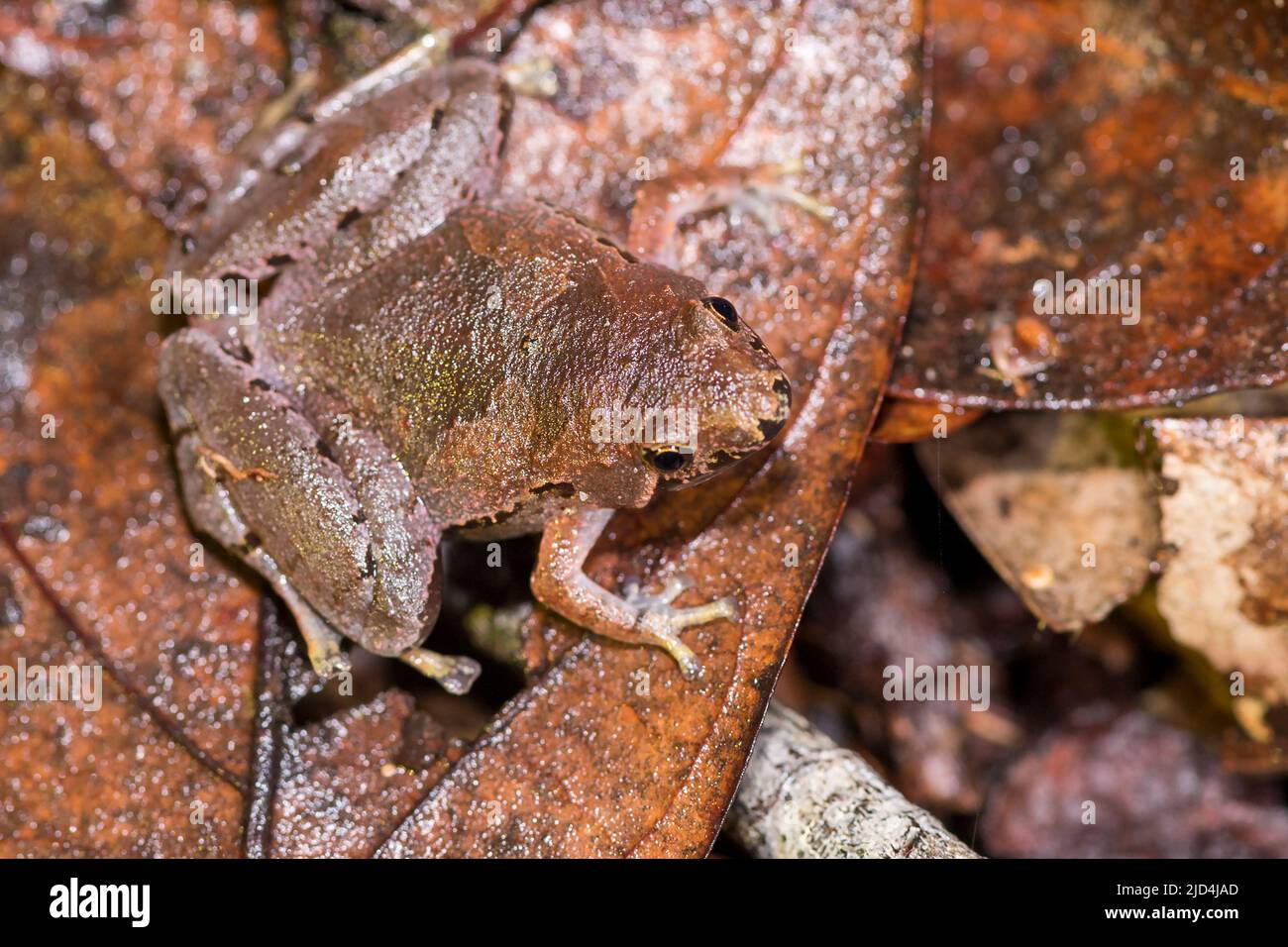 Speckled sticky frog (Kalophrynus punctatus) from Tanjung Puting ...