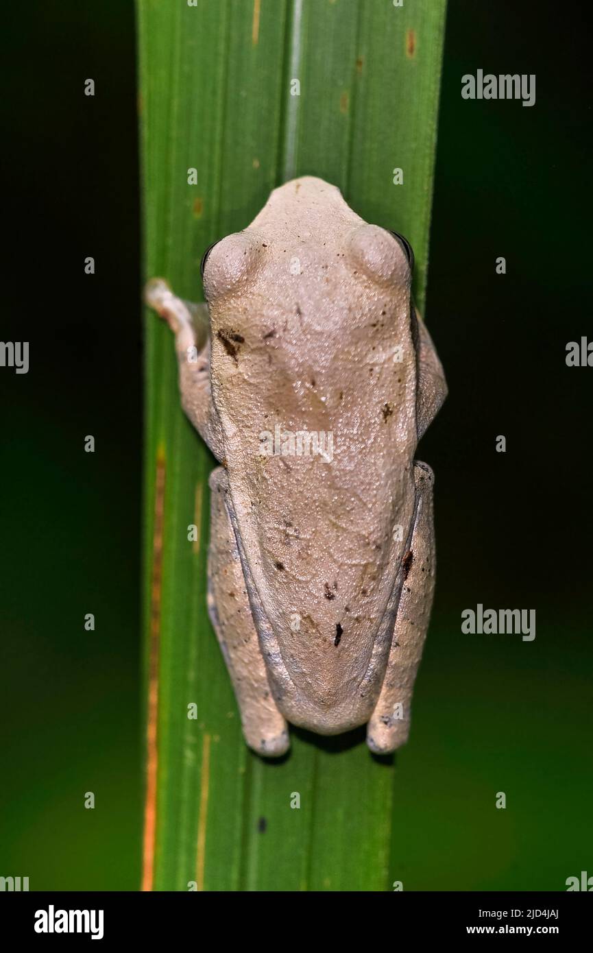 Danum velley hi-res stock photography and images - Alamy