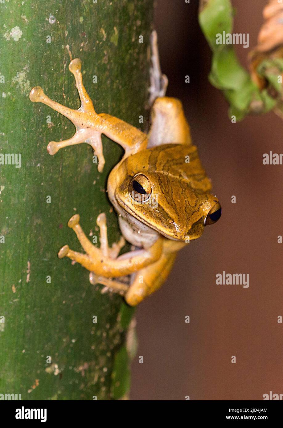 Four-lined Tree Frog (Polypedates leucomystax) from Danum Valley, Sabah ...