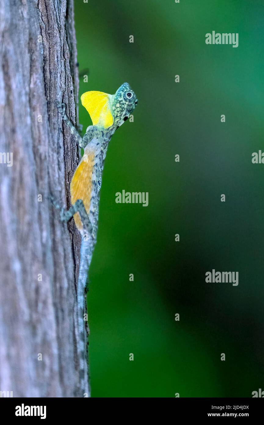 Gliding lizard draco hi-res stock photography and images - Alamy