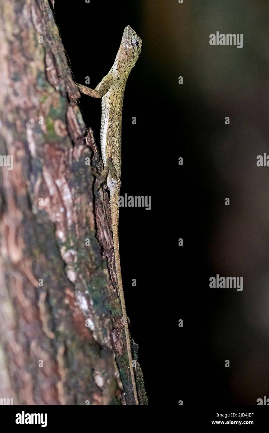 Female of the Sulawesi lined gliding lizard (Draco spilonotus) from ...