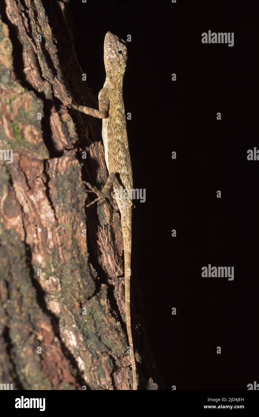 Female of the Sulawesi lined gliding lizard (Draco spilonotus) from ...