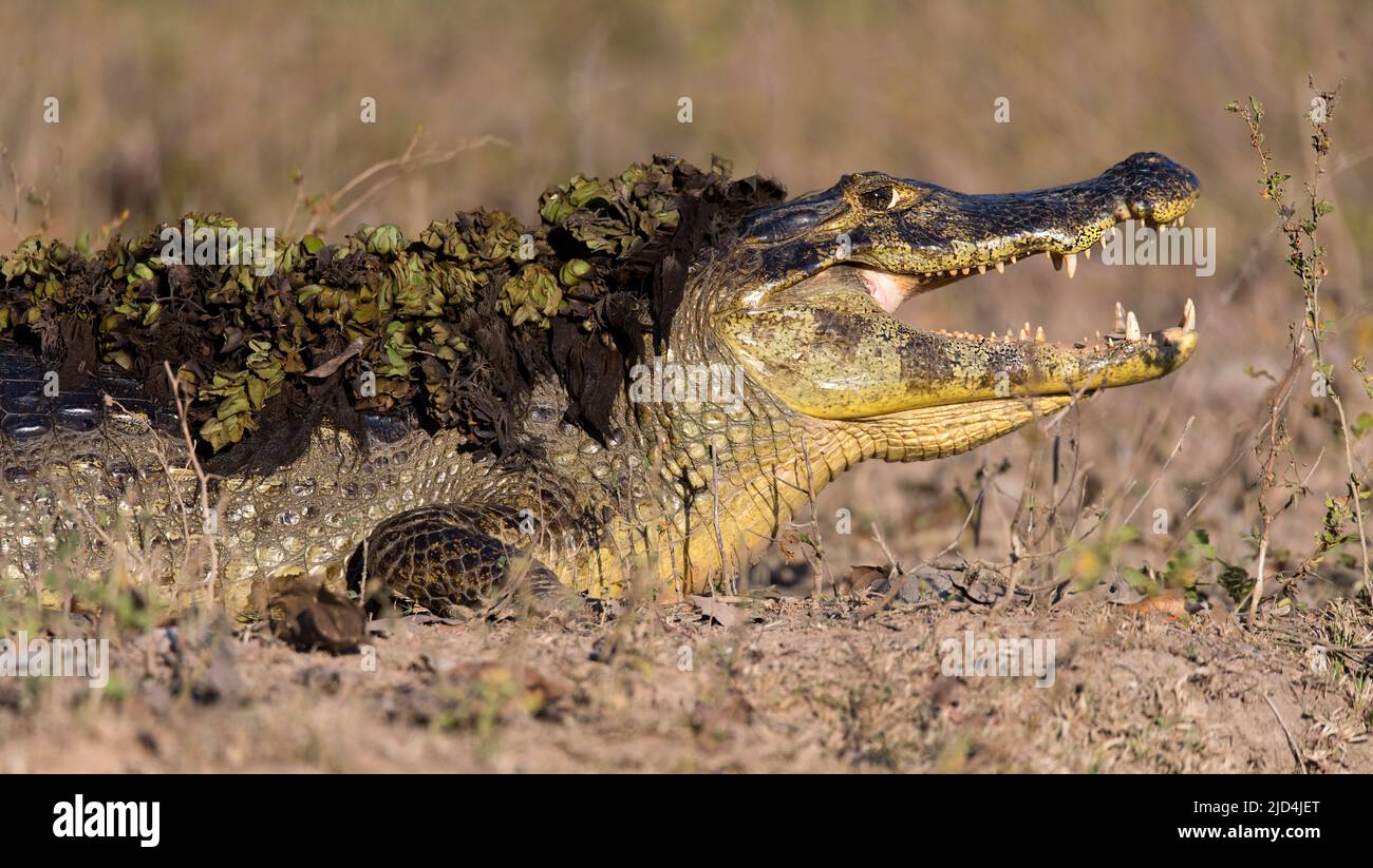 Caiman (Caiman yacare) from Pantanal, Brazil Stock Photo - Alamy