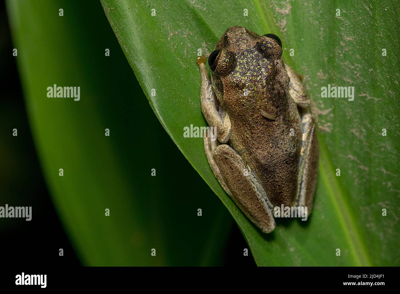 Idae hi-res stock photography and images - Alamy