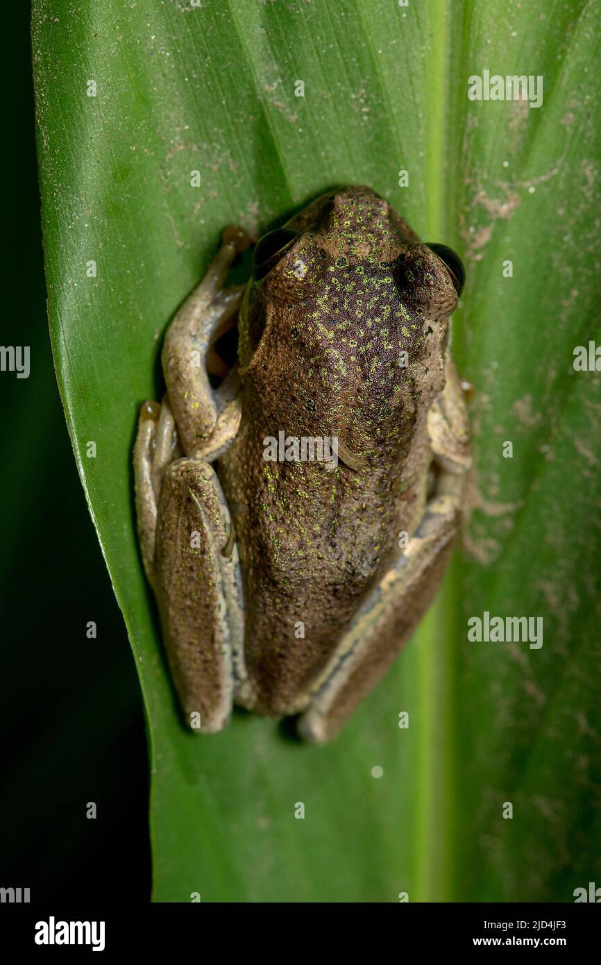 Idae hi-res stock photography and images - Alamy