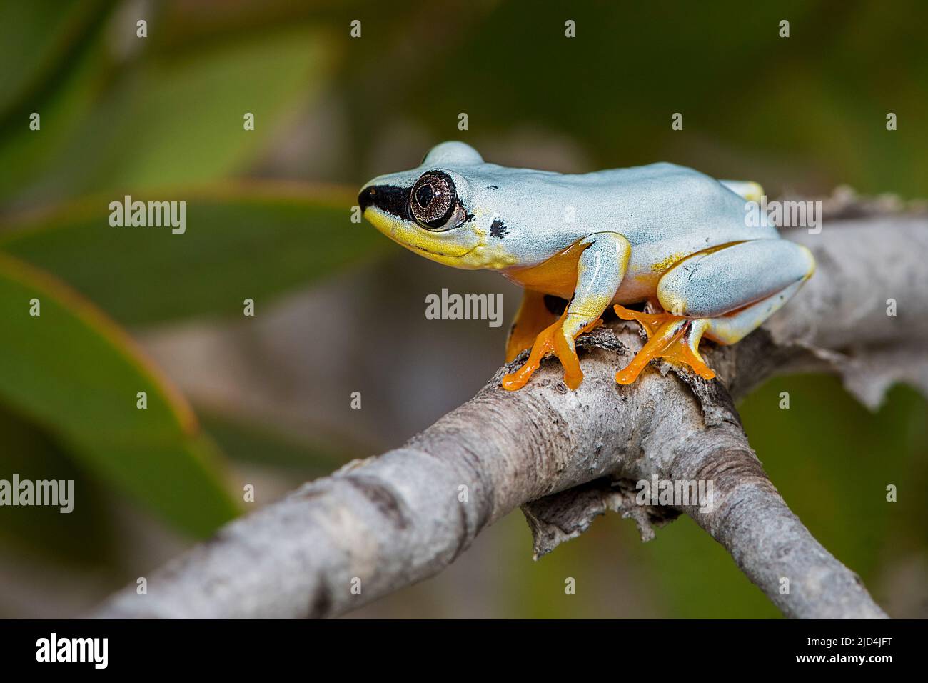 Blue-back reed frog (Heterixalus madagascariensis) from Palerium ...