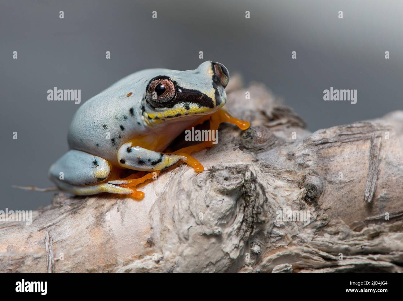 Blue-back reed frog (Heterixalus madagascariensis) from Palerium ...
