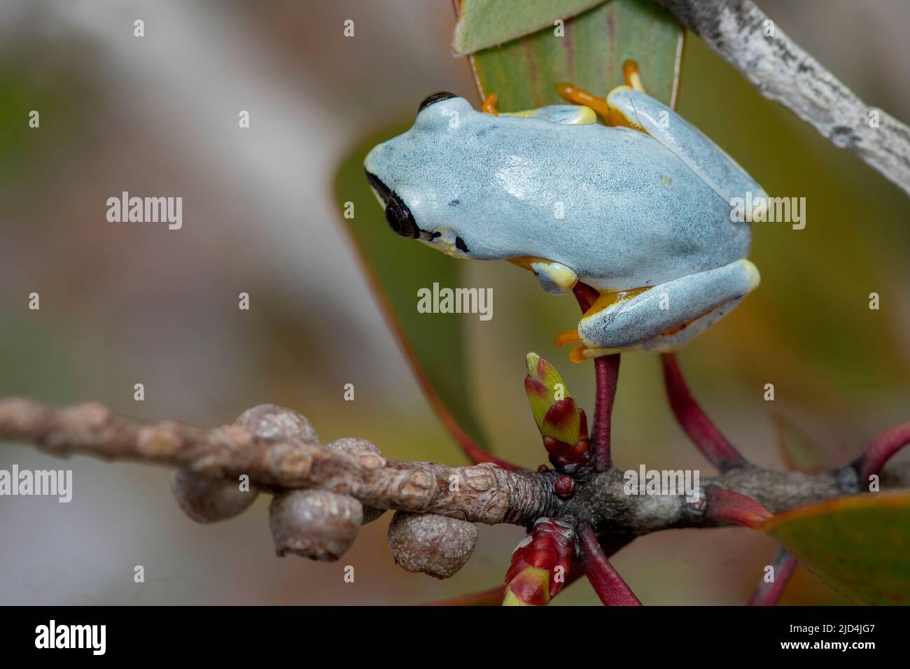 Blue-back reed frog (Heterixalus madagascariensis) from Palerium ...