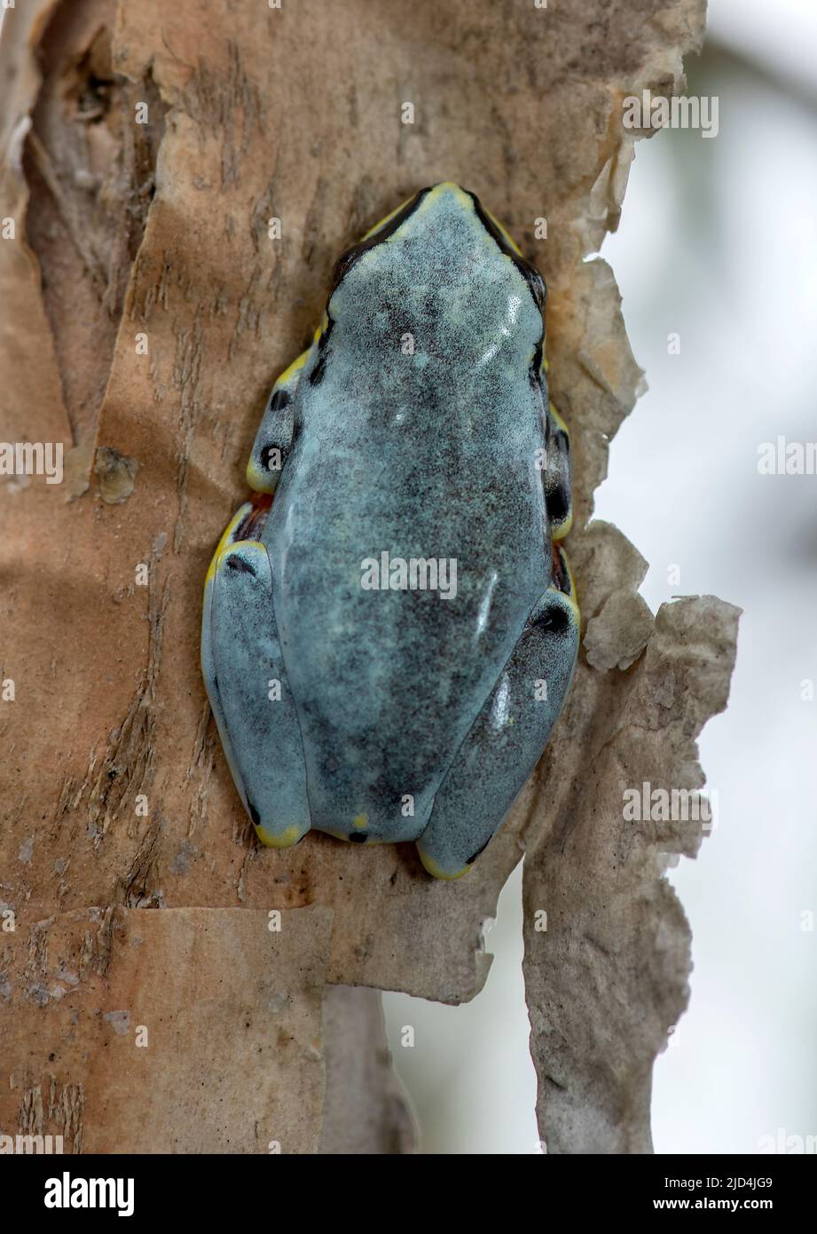 Powder blue reed frogs hi-res stock photography and images - Alamy