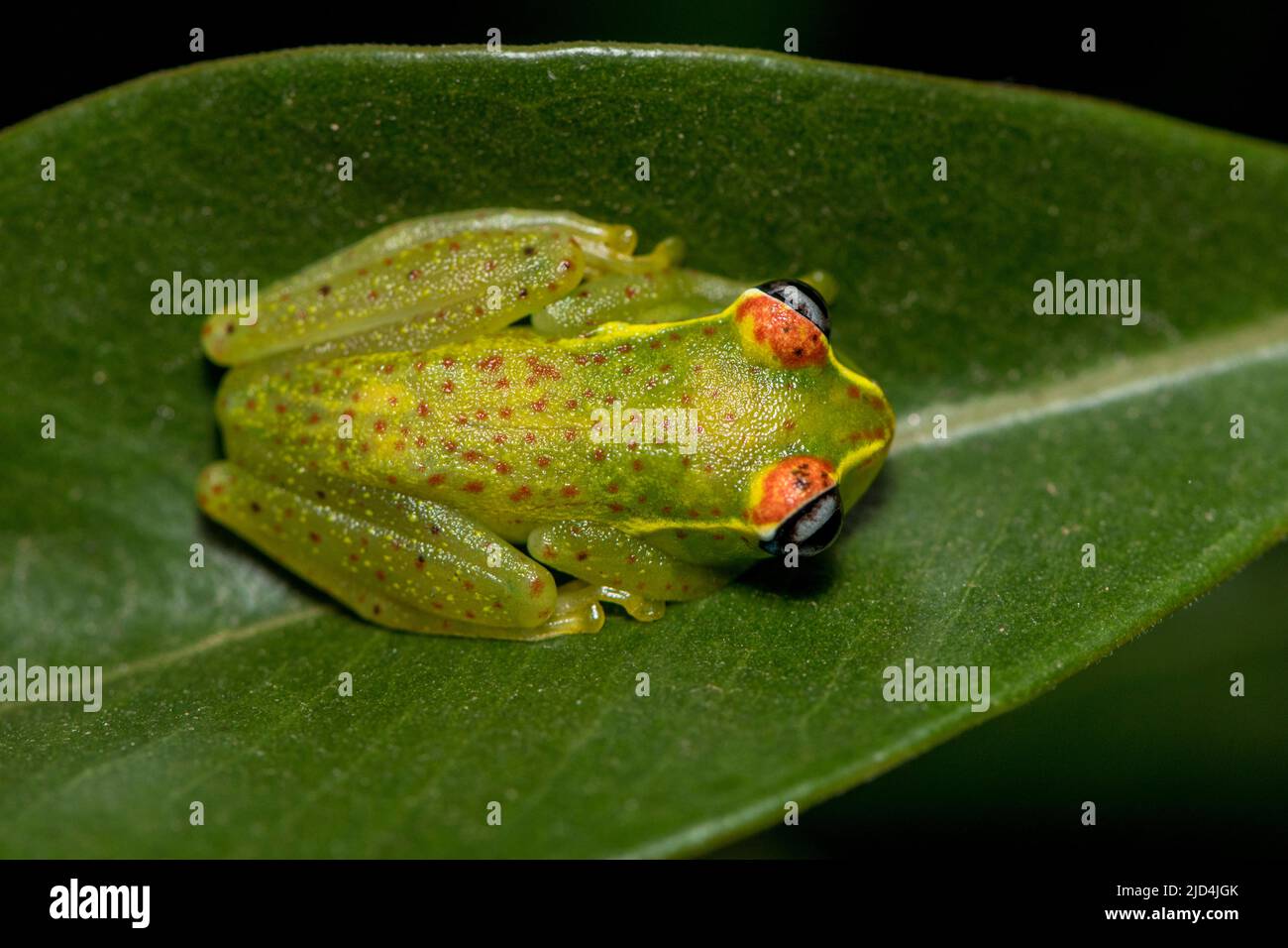Boophis tasymena from Andasibe, eastern Madagascar Stock Photo - Alamy Boophis tasymena from Andasibe, eastern Madagascar Stock Photo - Alamy
