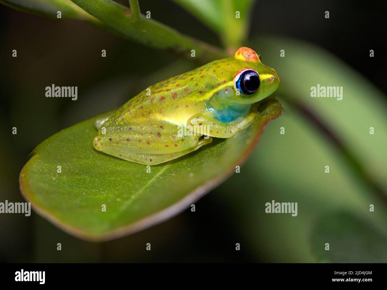Boophis tasymena from Andasibe, eastern Madagascar Stock Photo - Alamy Boophis tasymena from Andasibe, eastern Madagascar Stock Photo - Alamy