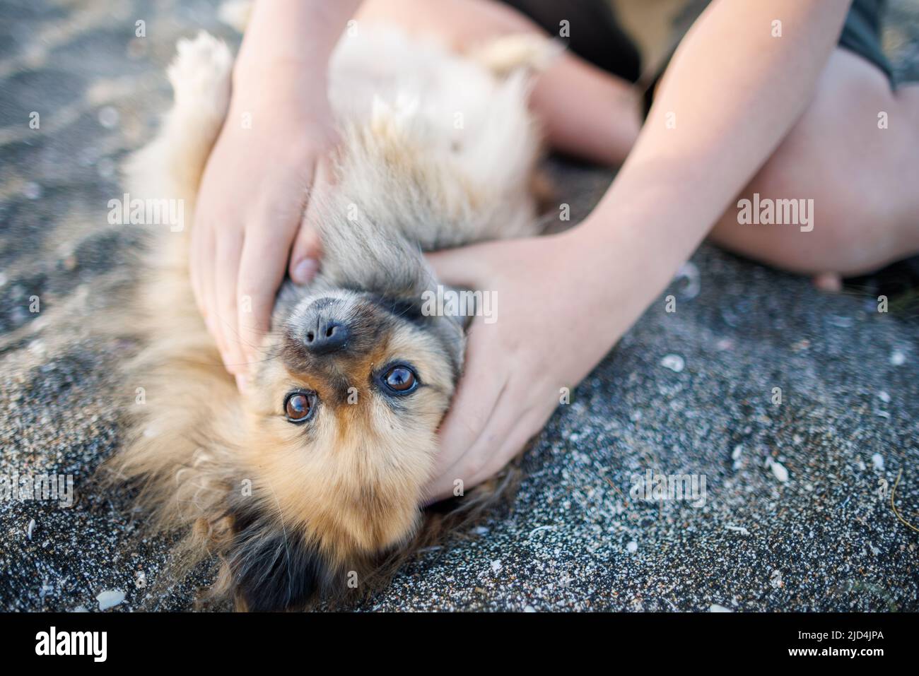 Small fluffy cheerful dog of Pomeranian breed with golden long fine ...