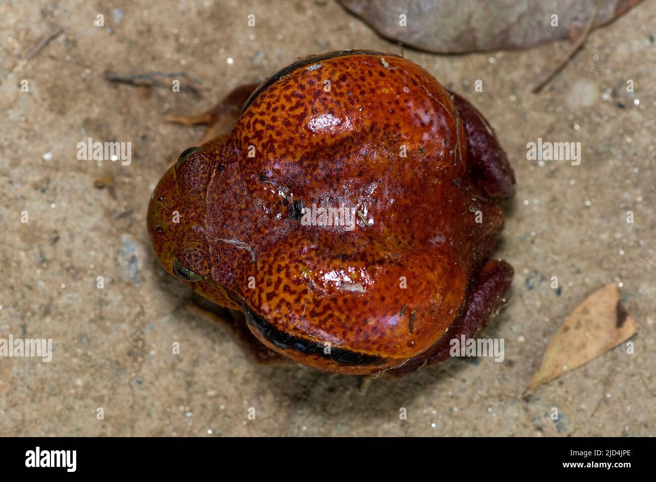 Madagascar tomato frog (Dyscophus antongilii), eastern Madagascar ...