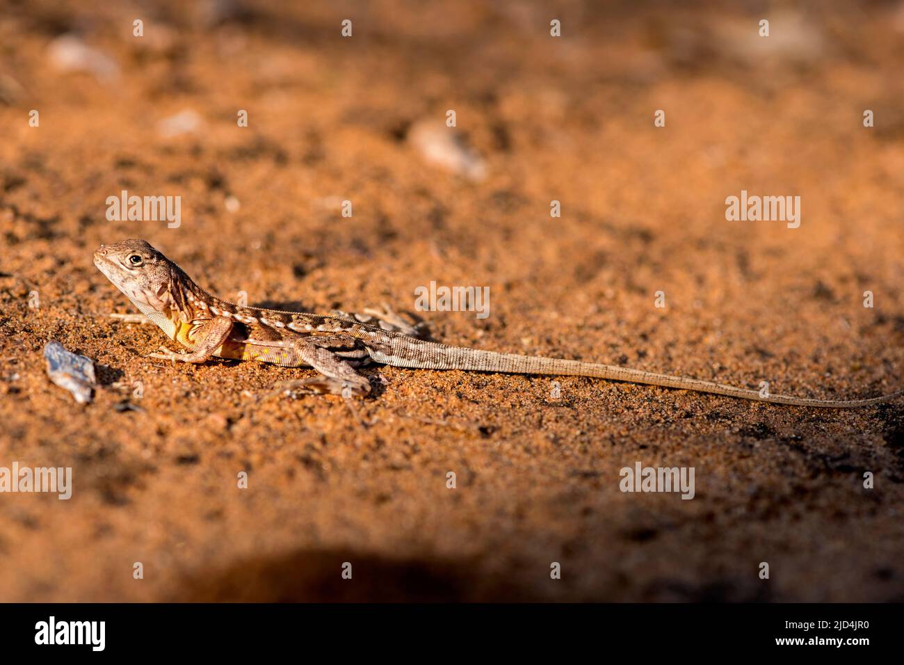 Three-eyed lizard (Chalarodon madagascariensis) from Berenty spiny forest, southern Madagascar ...