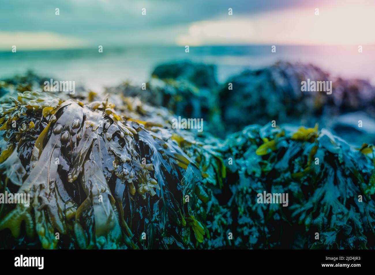 Seaweed with fresh green color washed by the waves on the beach Stock ...