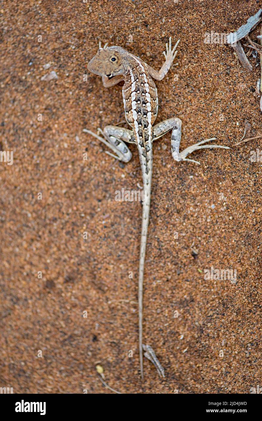 Three-eyed lizard (Chalarodon madagascariensis) from Berenty spiny forest, southern Madagascar ...