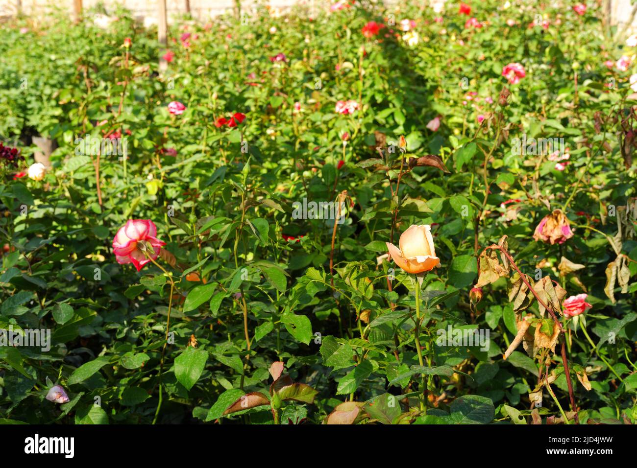Rose field hi-res stock photography and images - Alamy