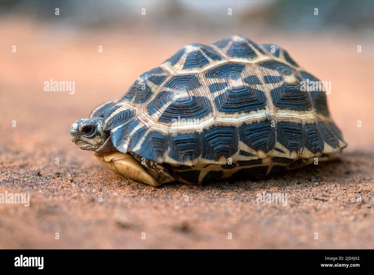 Spider tortoise (Pyxis arachnoides) from the spiny forest of Berenty ...