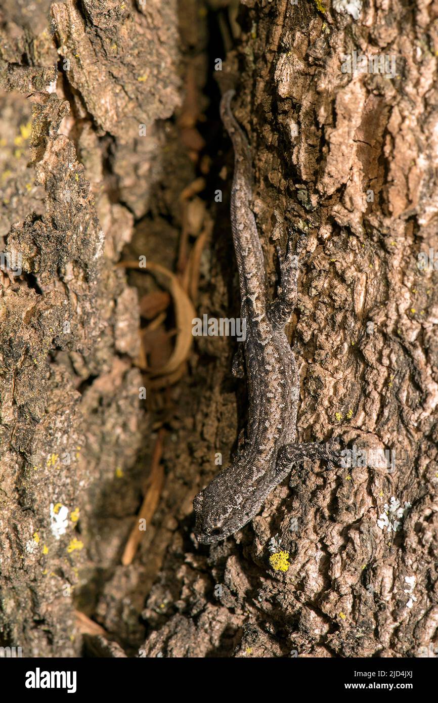 Dwarf gecko (Lygodactylus sp.) from Atsirabe, eastern Madagascar Stock ...