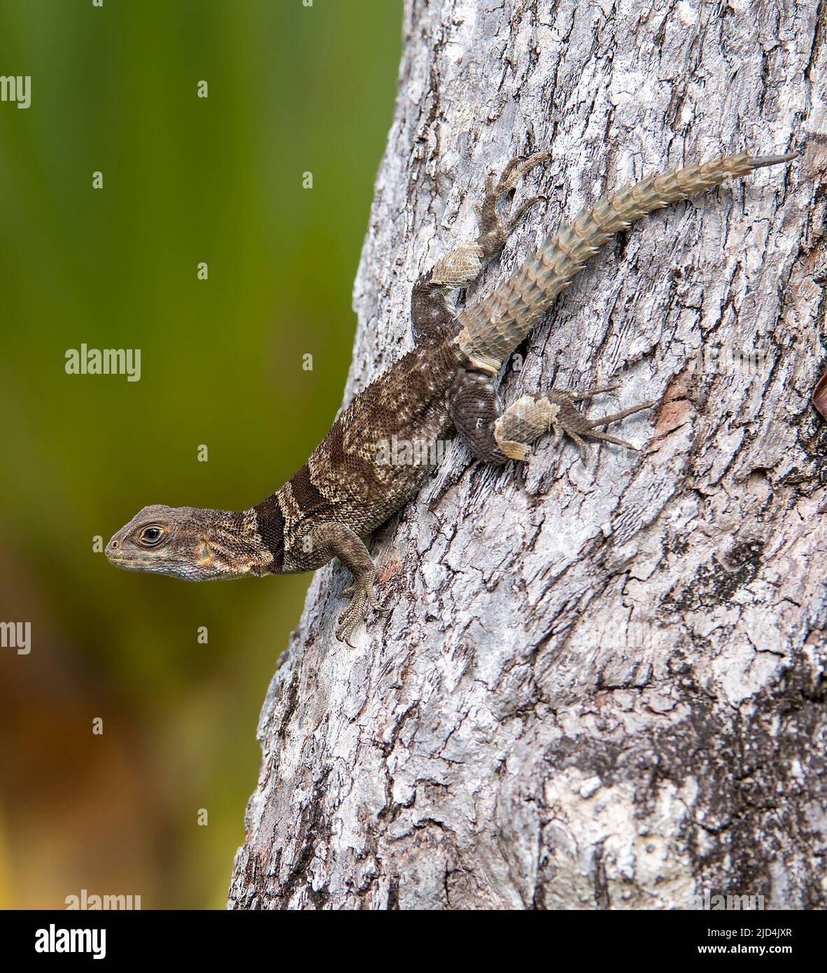 Merrem's Madagascar swift (Oplurus cyclurus) from Palmarium, eastern ...
