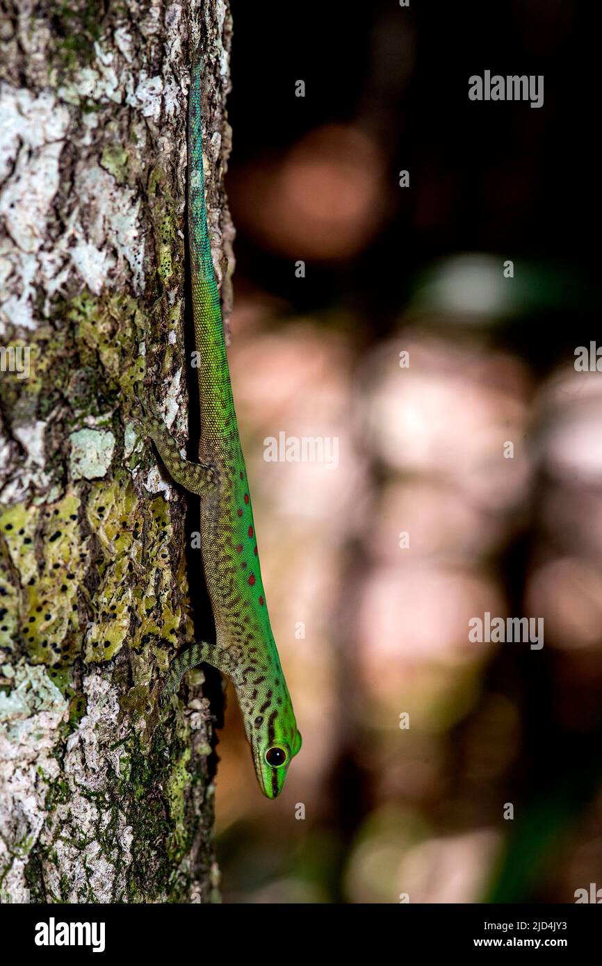 Unidentified day gecko species (Phelsuma sp.) from Palmarium, eastern ...