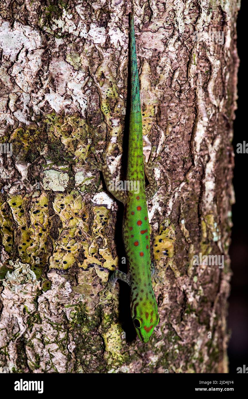 Unidentified day gecko species (Phelsuma sp.) from Palmarium, eastern ...