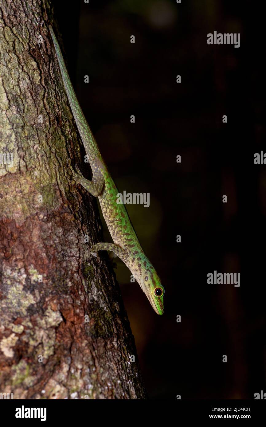 Speckeled day gecko (Phelsuma guttata) from Palmarium, eastern ...