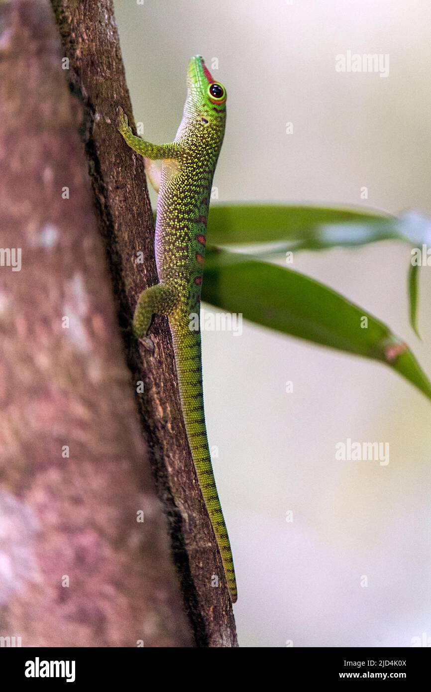 Unidentified day gecko species (Phelsuma sp.) from Palmarium, eastern ...