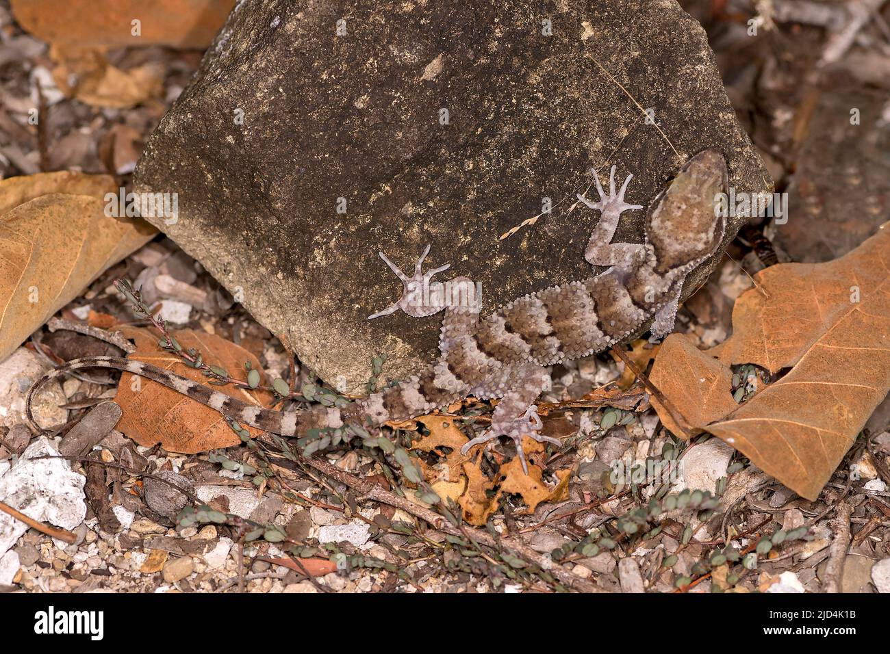 Bent-toed gecko (Cyrtodactylus sp.) from Komodo Island, Indonesia Stock ...
