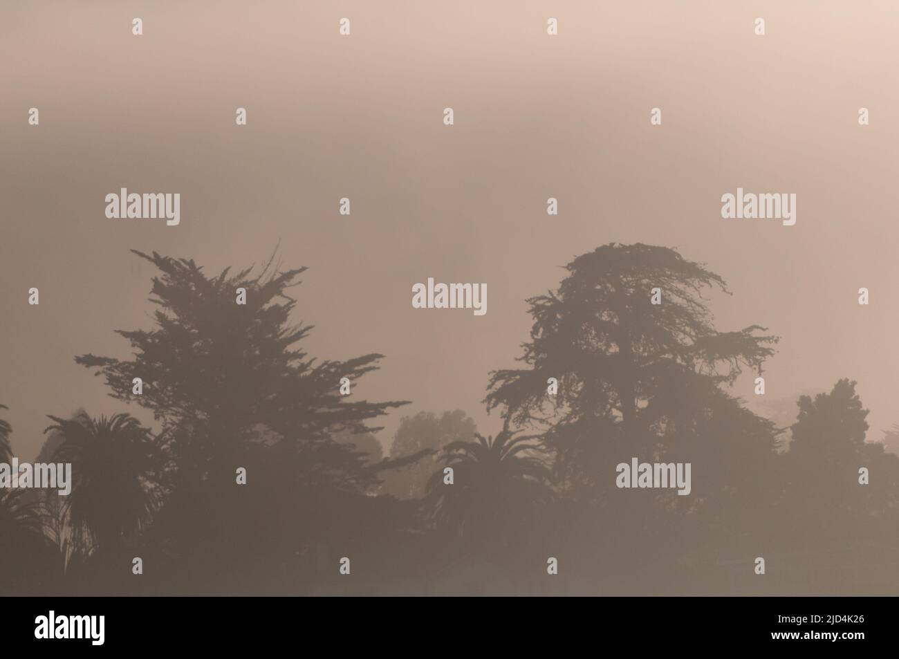 Fog covered trees illuminated by the light of the setting sun. Santa ...