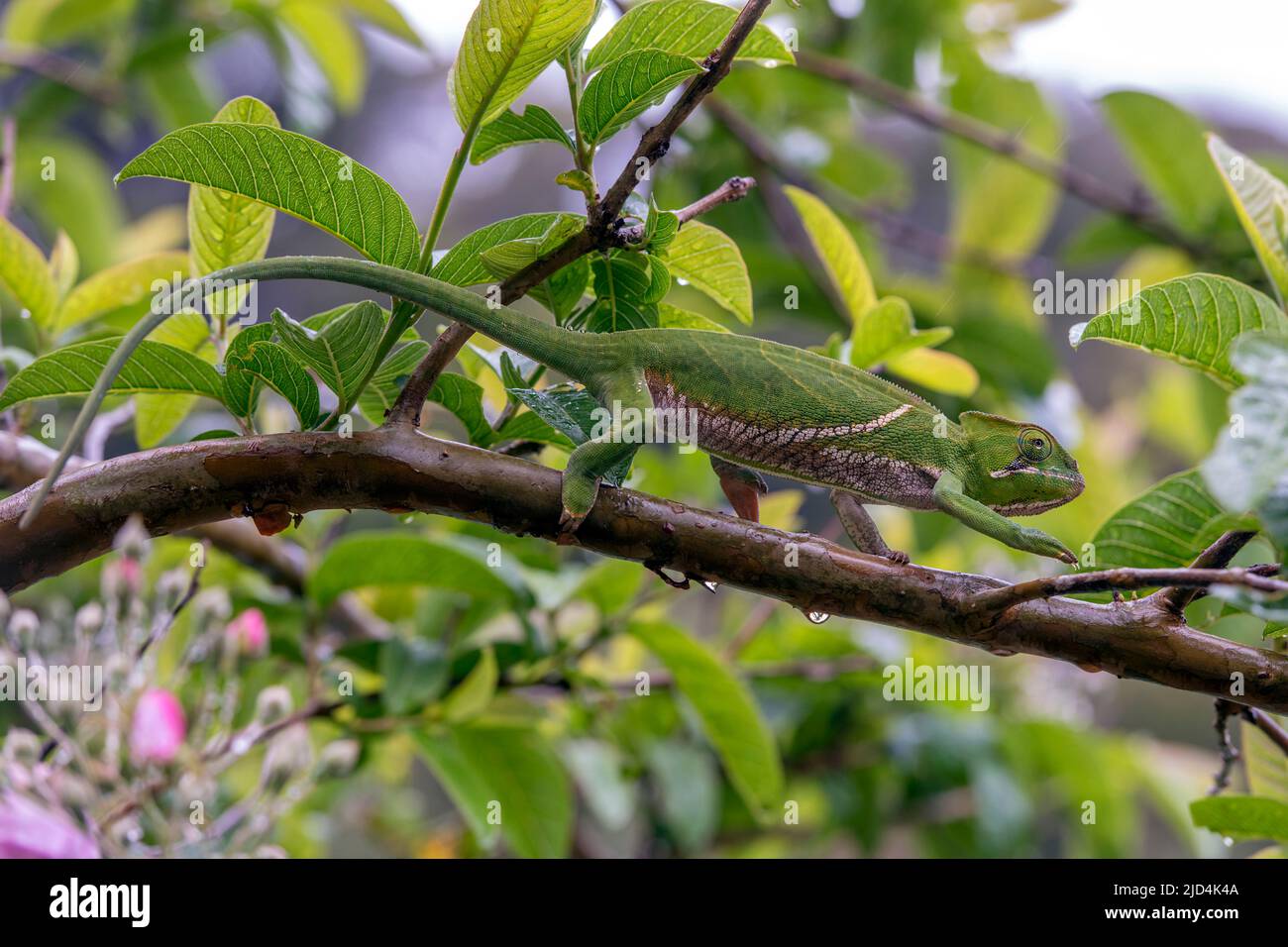 Frucifer balteatus hi-res stock photography and images - Alamy