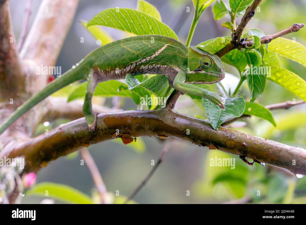 Two chameleons hi-res stock photography and images - Alamy
