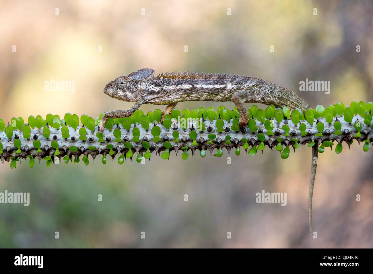 Madagascar spiny chameleon hi-res stock photography and images - Alamy