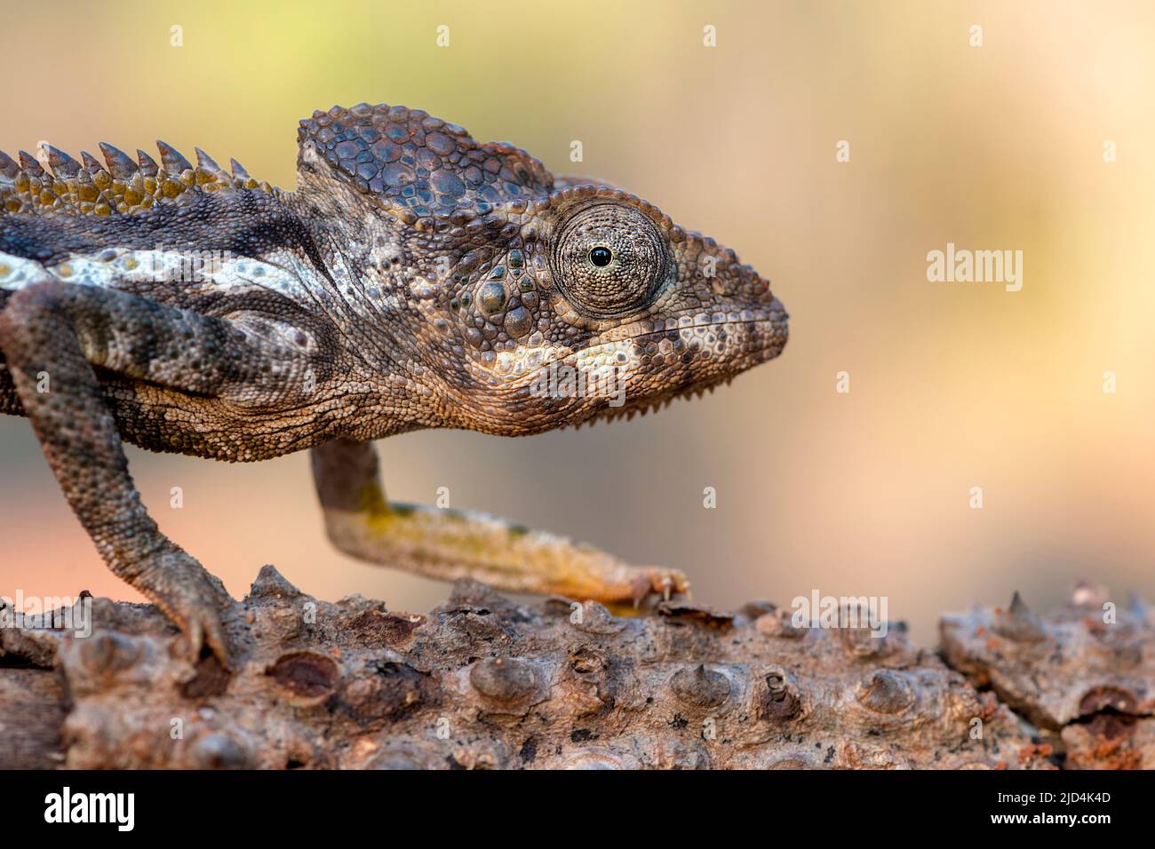 Warty chameleon (Frucifer verrucosus) from the spiny forest of Berenty ...