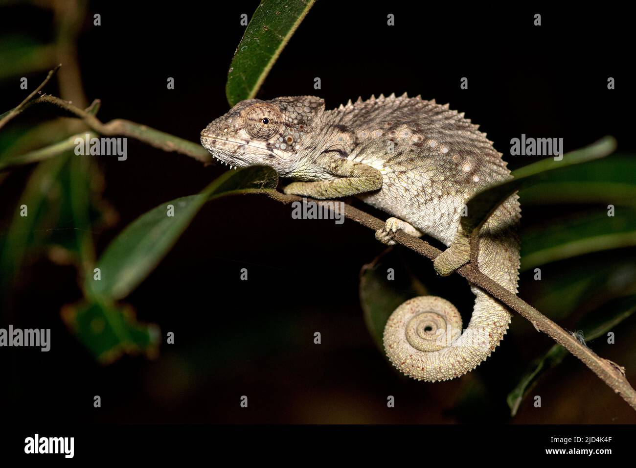 Juvenile warty chameleon (Frucifer verrucosus) from Berenty, southern ...