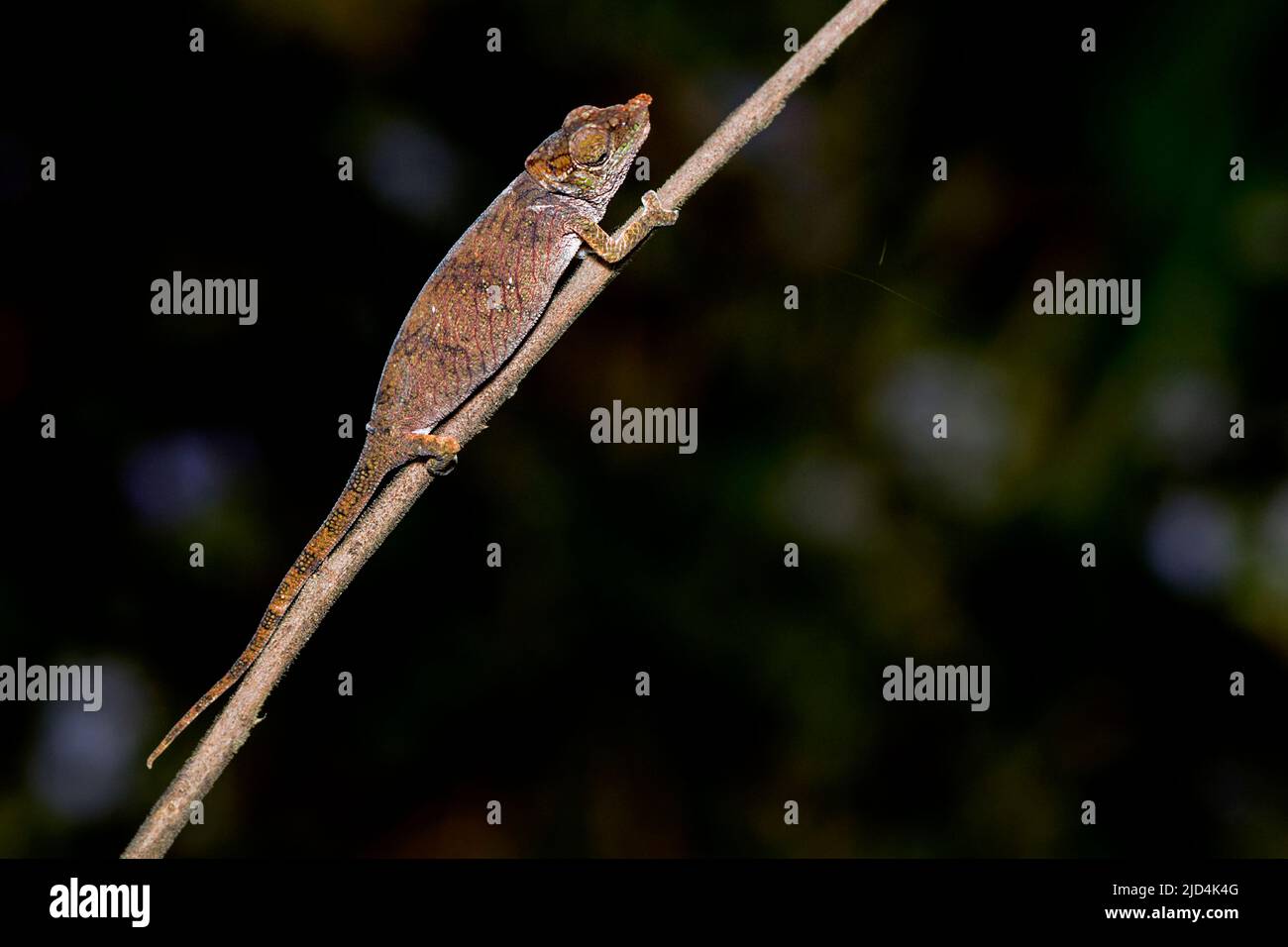 Gallus sp hi-res stock photography and images - Alamy