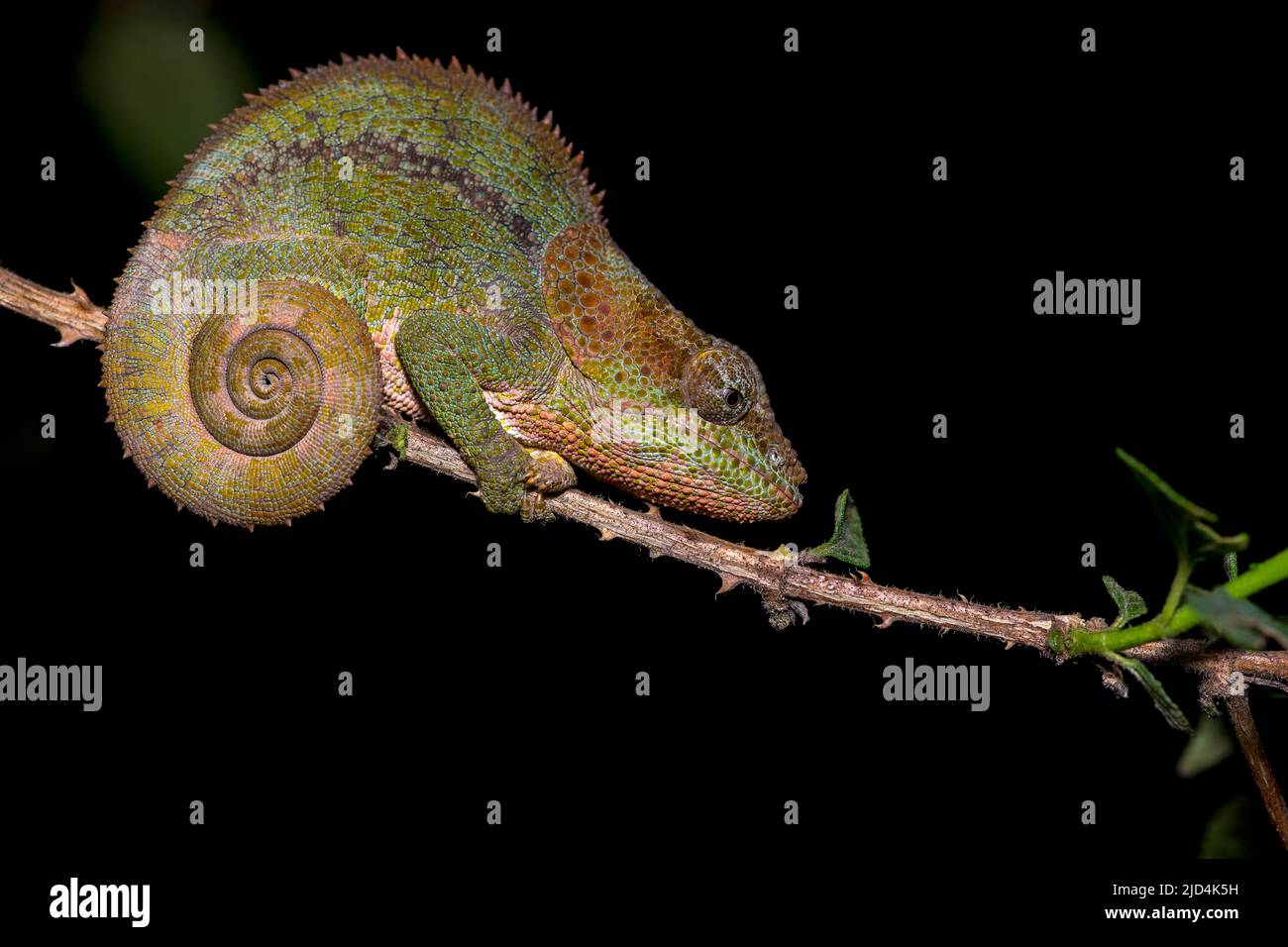 Cryptic chameleon (Calumma crypticum, female) from Andasibe, eastern ...