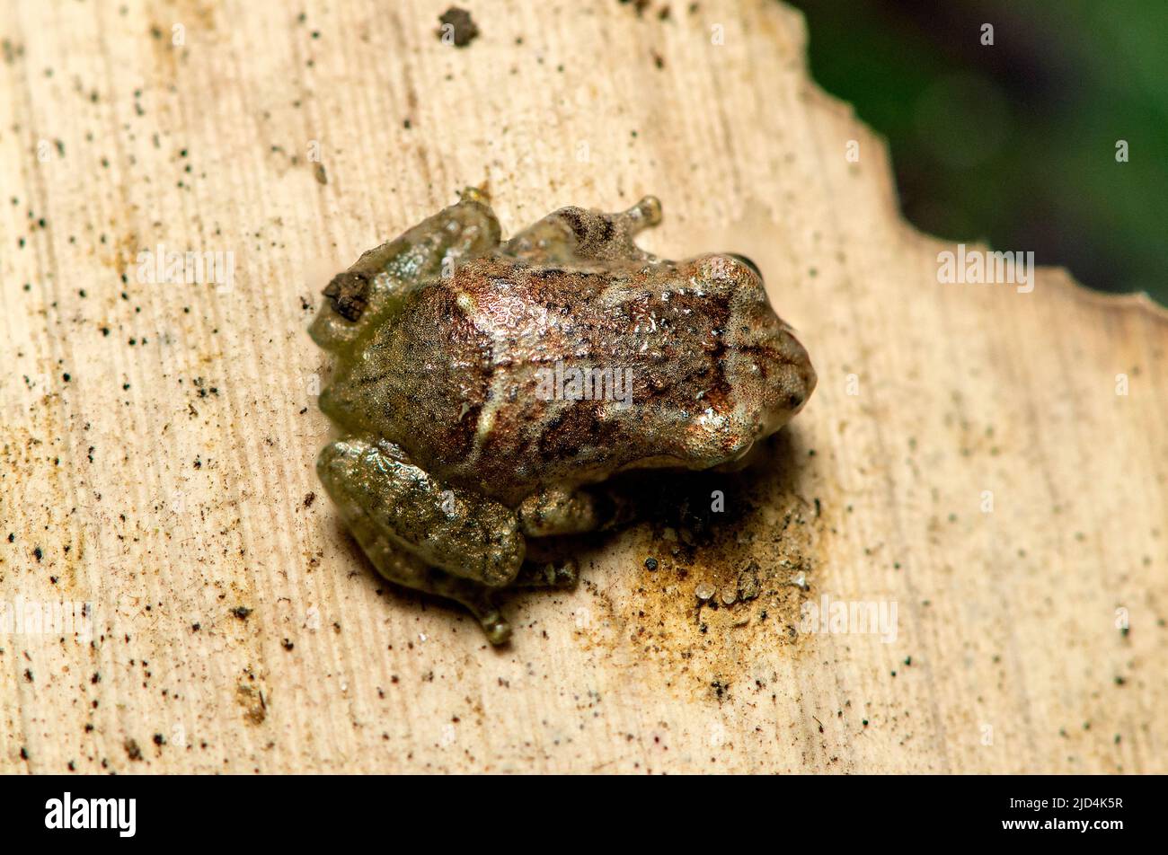 Stump toed frogs hi-res stock photography and images - Alamy