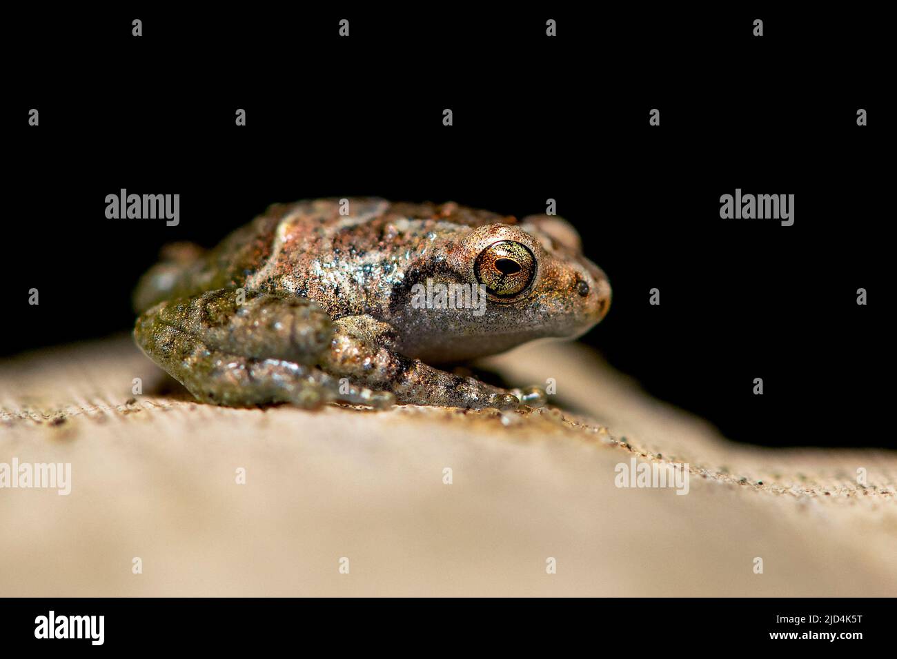 Stump toed frogs hi-res stock photography and images - Alamy