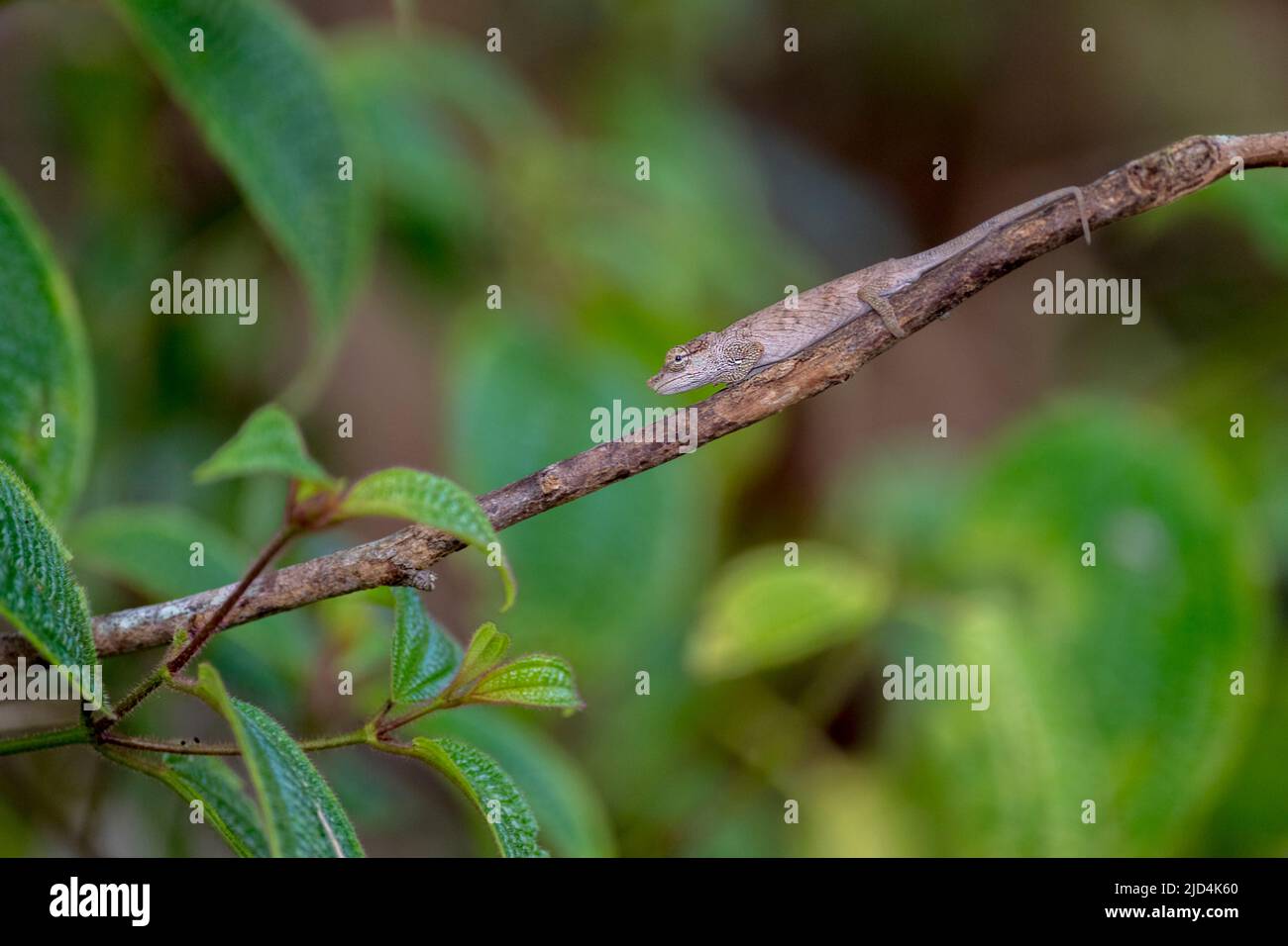 Calumma sp. from Andasibe, eastern Madagascar Stock Photo - Alamy