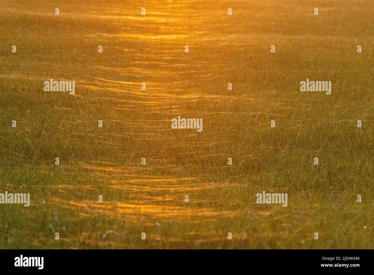 A spider's web covering a grass field in East-Flanders, Belgium ...