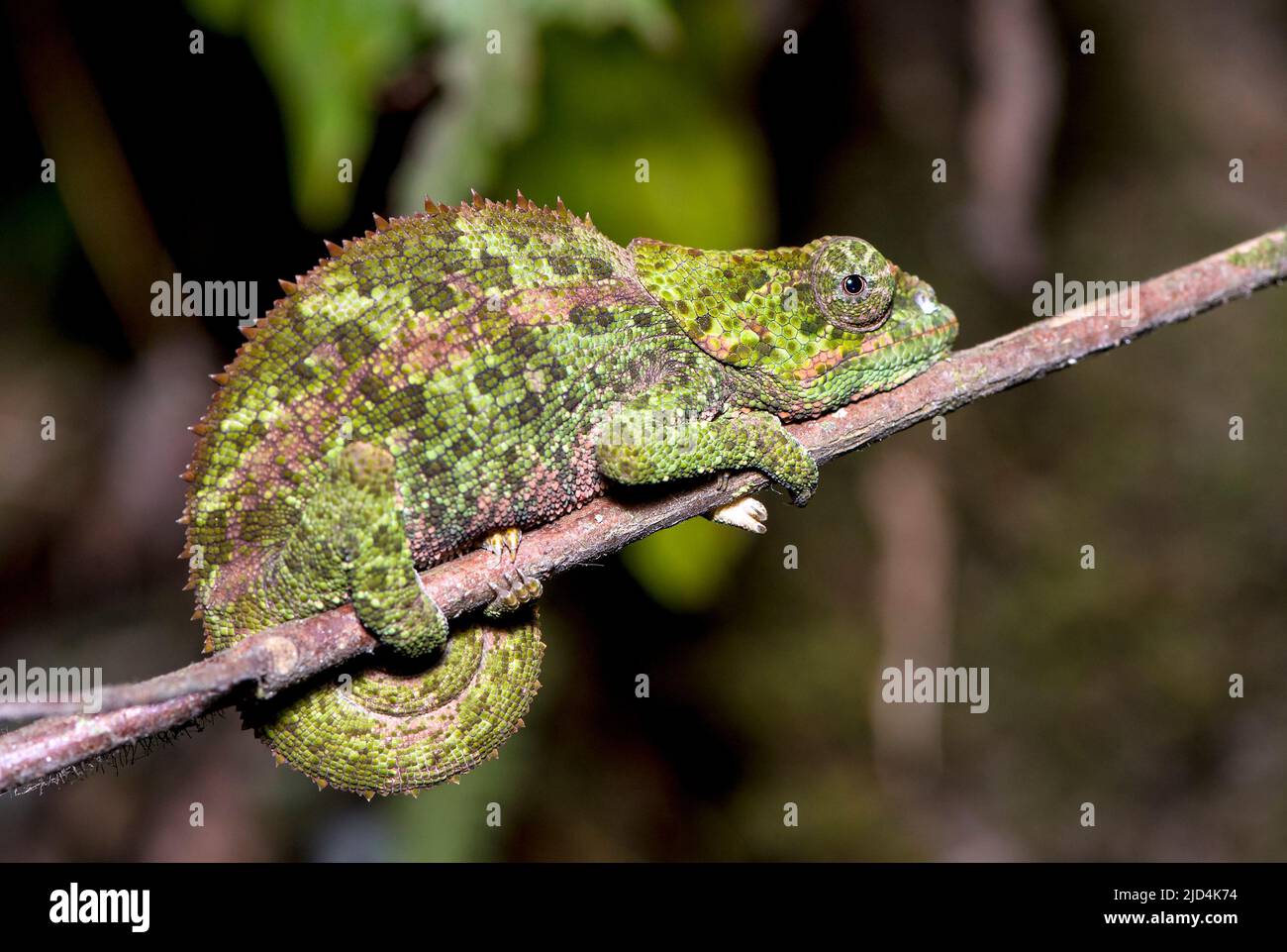 Cryptic or blue-legged chameleon (Calumma crypticum, female) from ...