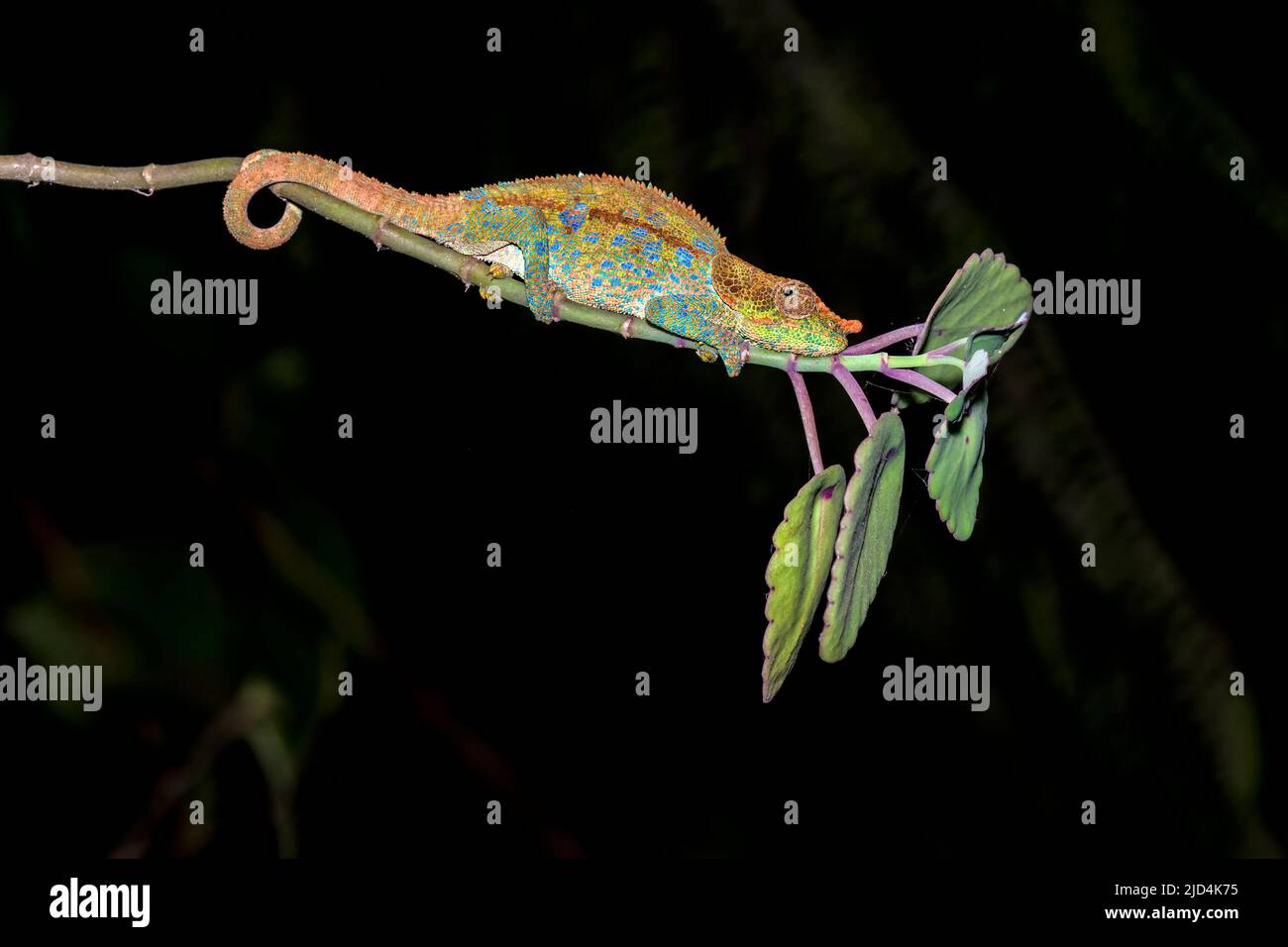 Cryptic or blue-legged chameleon (Calumma crypticum, male) from ...