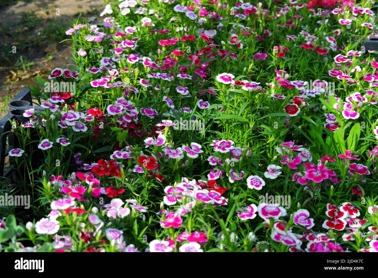 Potted flowers in botanical hi-res stock photography and images - Alamy