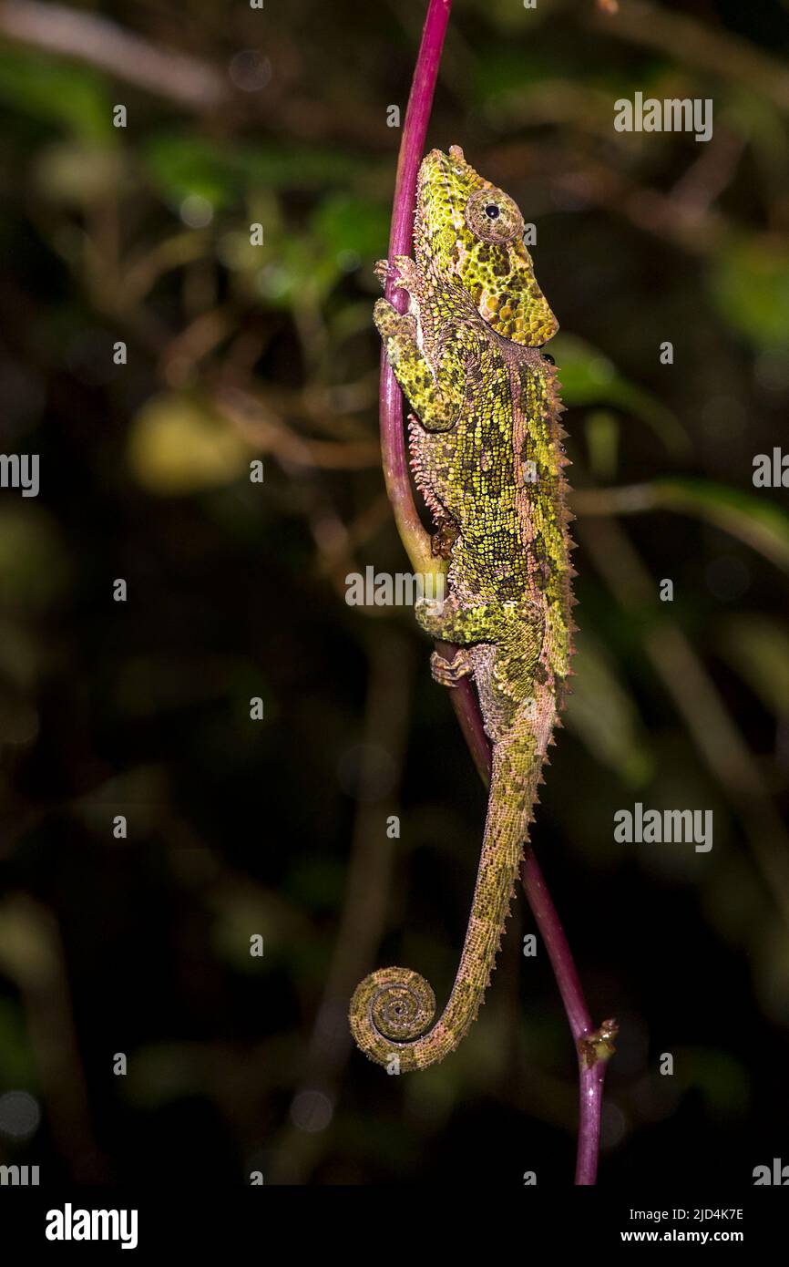 Unidentified species of Calumma (possibly juvenile C. crypticum) from ...