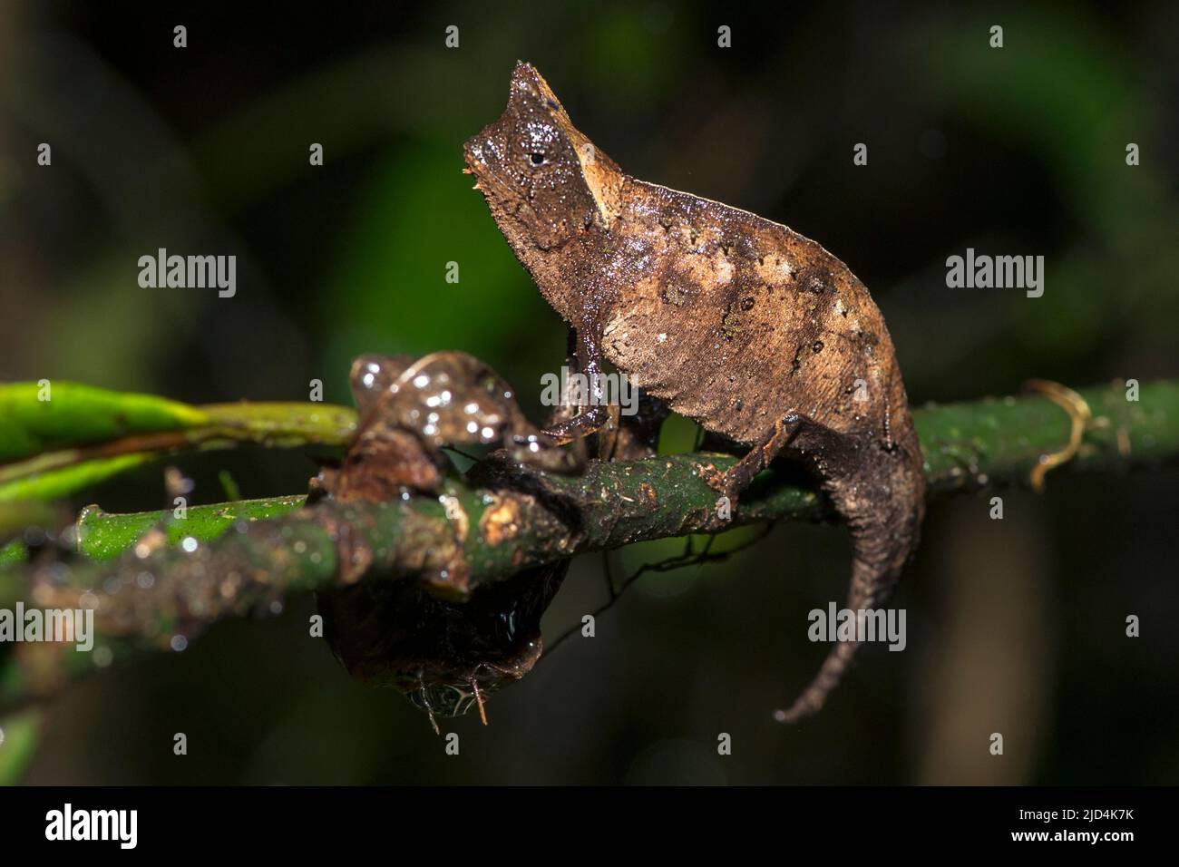 Brown leaf chameleon (Brookesia superciliaris) from Ranomafana NP ...